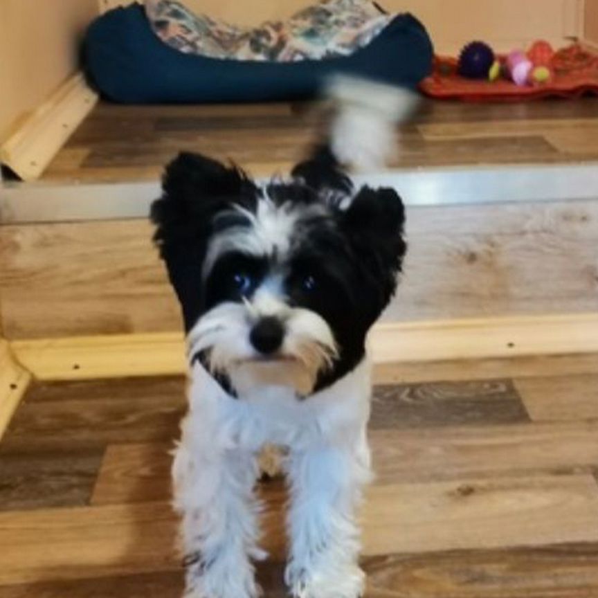 Гостиница для собак мелких пород