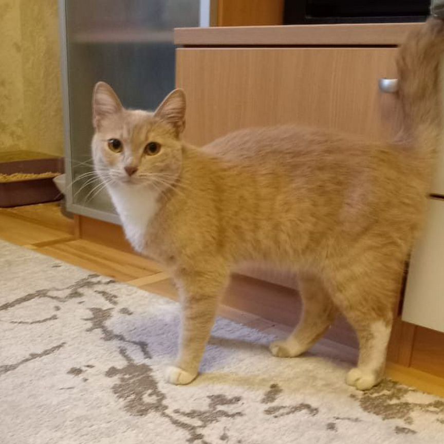 Нежная кошка в добрые руки