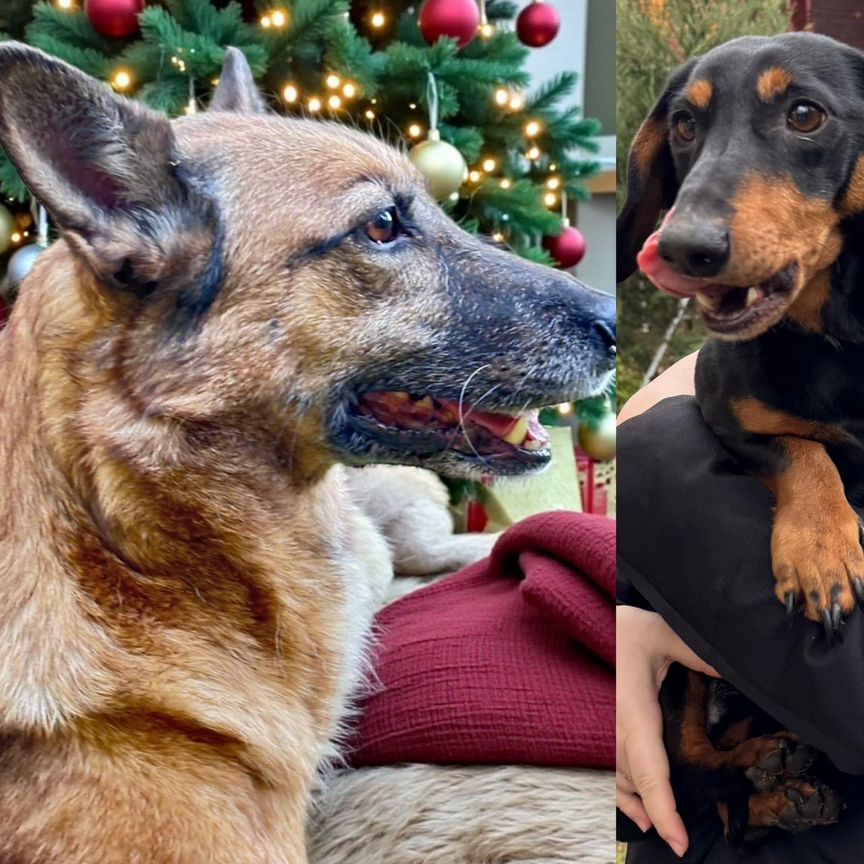 Такса, взрослая собака