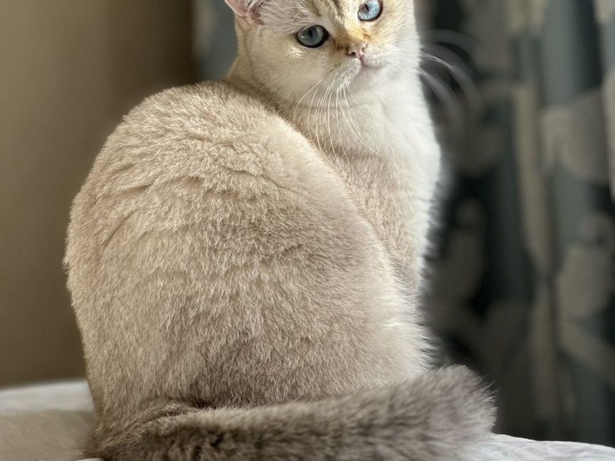 Отдам кота в добрые руки