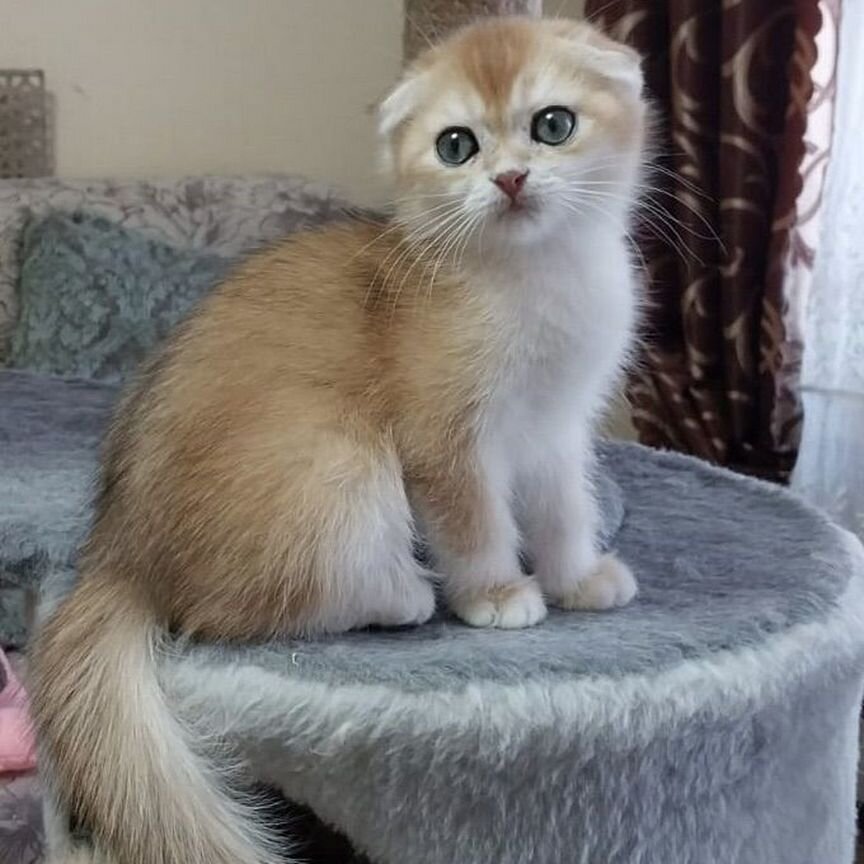 Шотландский котик ny 12