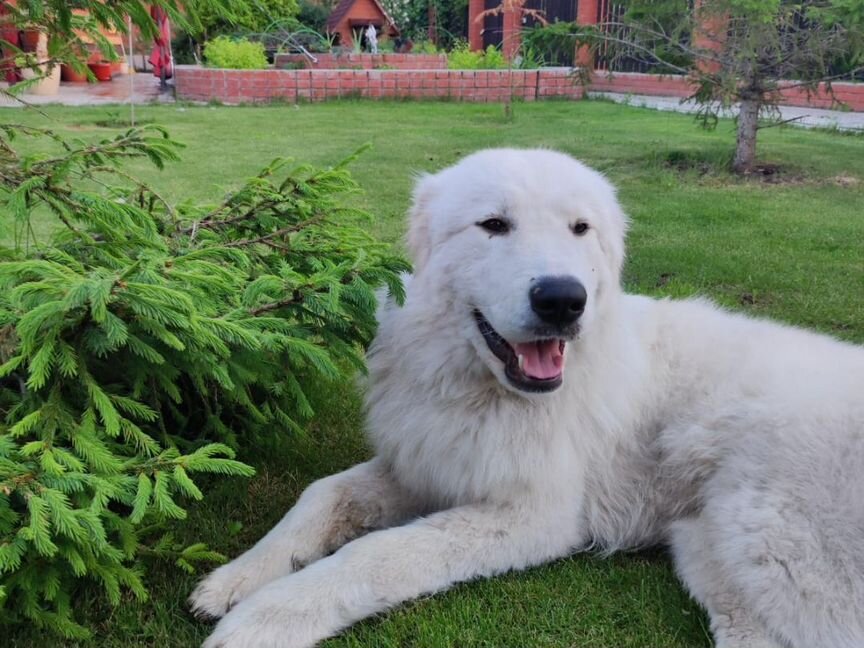 Маремма-амбруццкая овчарка