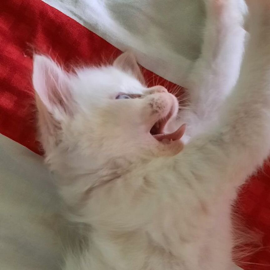 Турецкая ангора