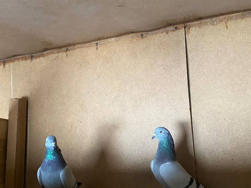 Голубь