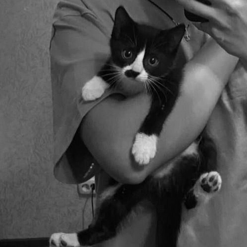 Котик 6 месяцев