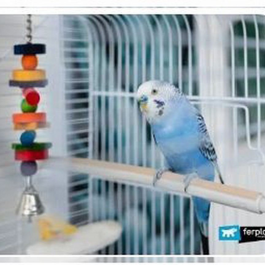 Передержка волнистых попугаев