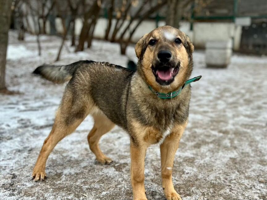 Собака из приюта Мина
