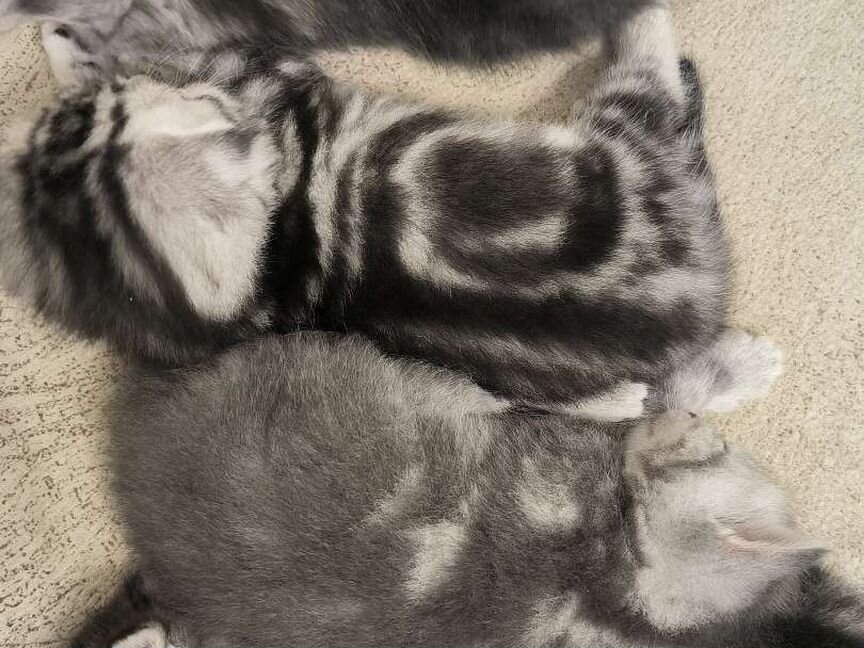 Шотландские котята
