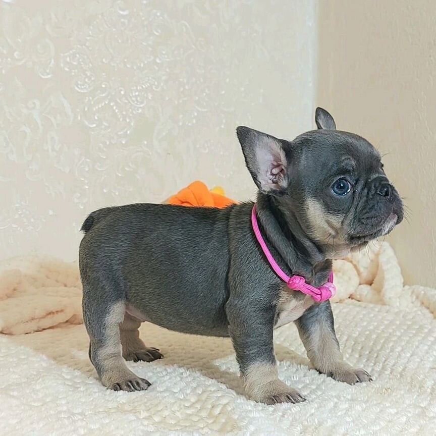Французский бульдог (щенки)