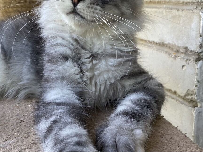 Шикарный мальчишка