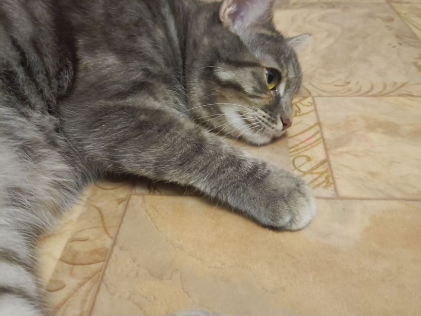 Кошка