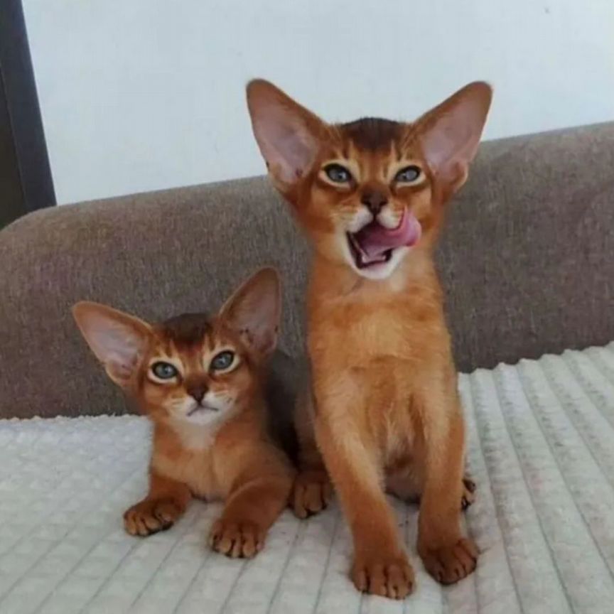 Абиссинские котята