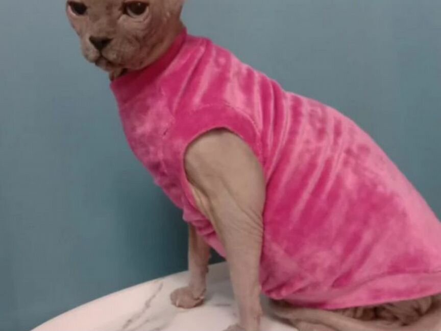 Одежда для кошек