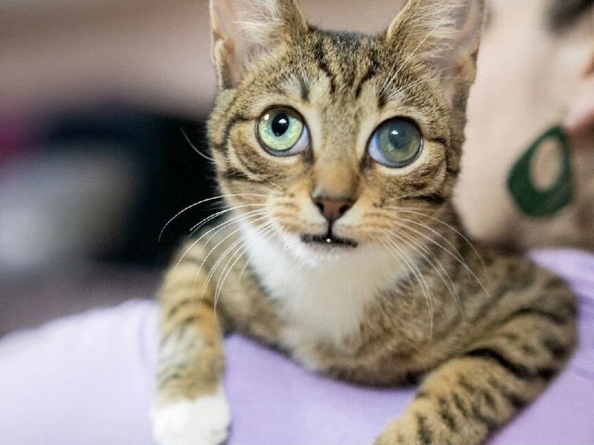 Необычная кошечка Варвара в добрые руки