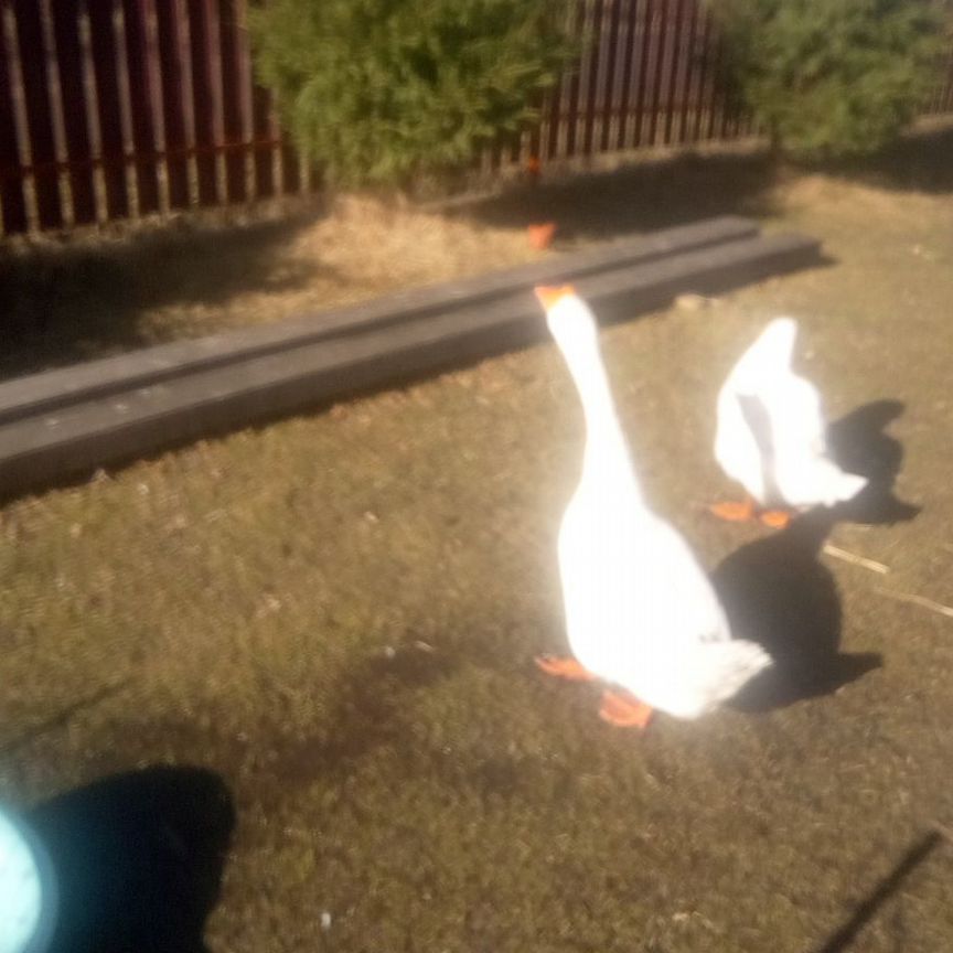 Гуси "Линда" пара, начали нестись. Возраст год