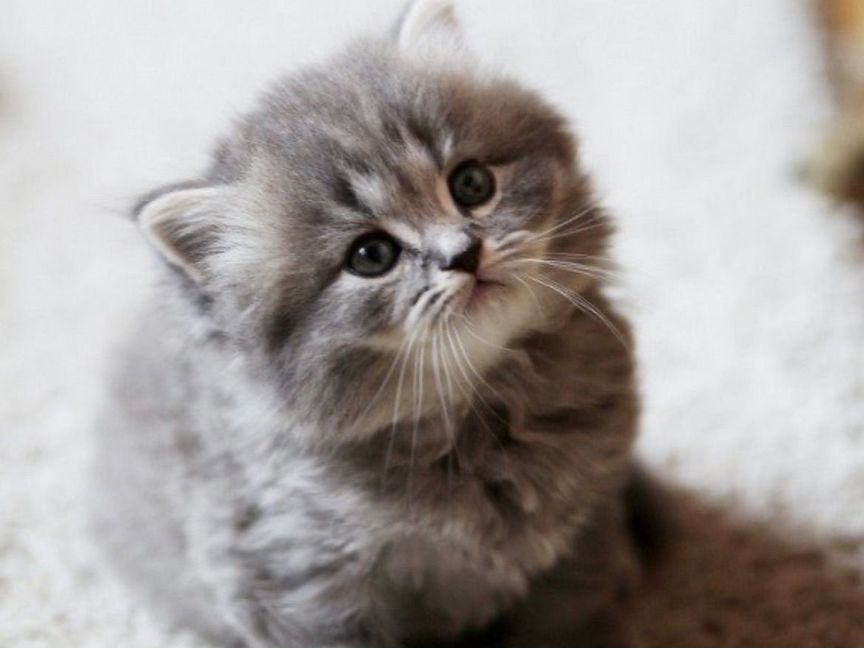 Плюшевые пупсики