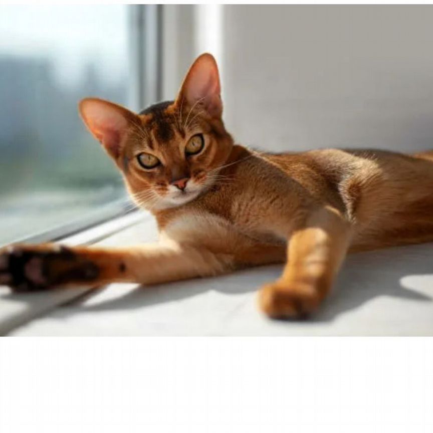 Абиссинский котёнок