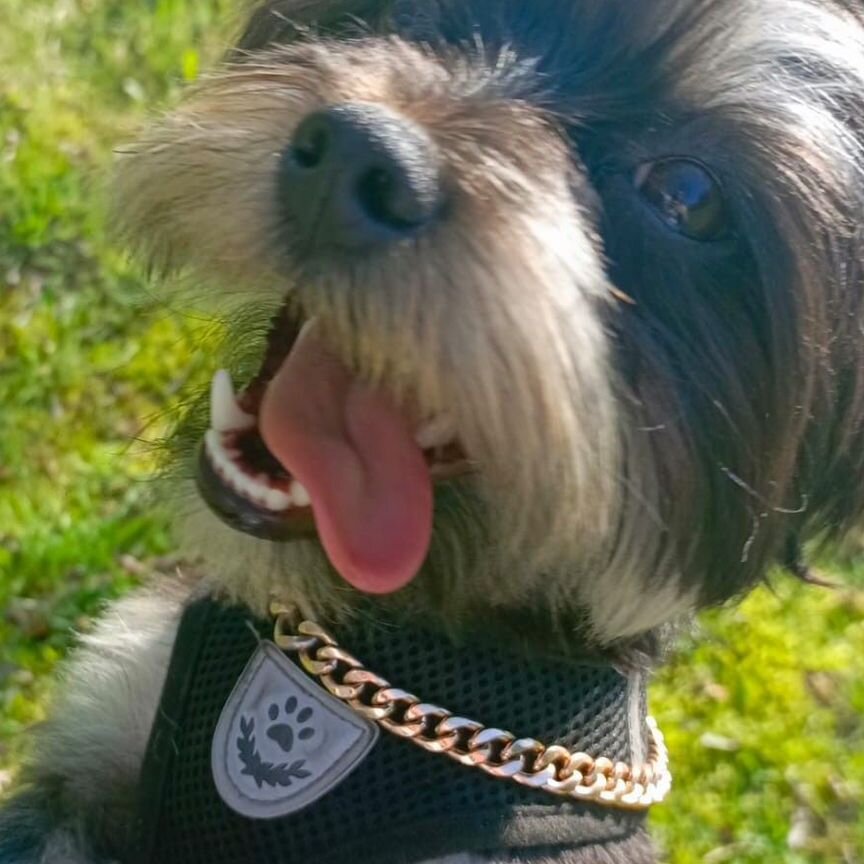 Йоркширский терьер стандарт