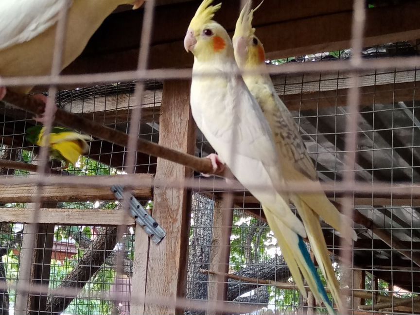 Попугай корелла мальчик