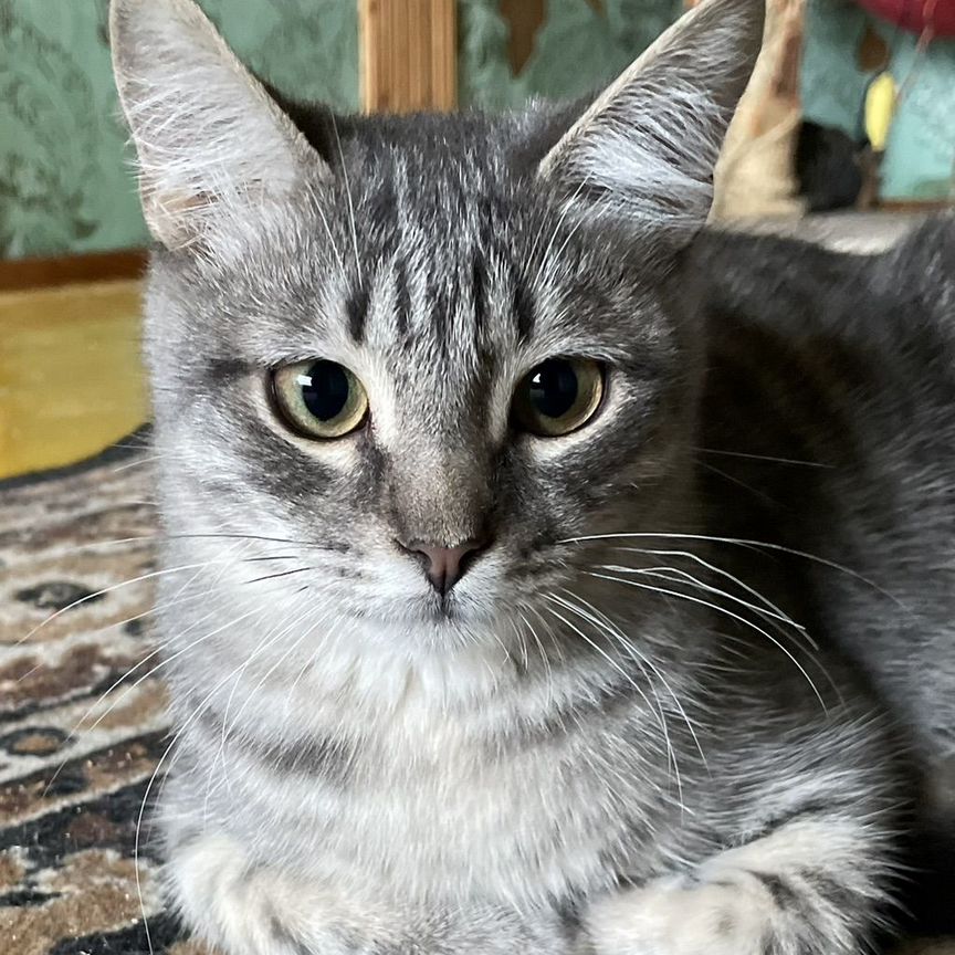 Тимке нужен дом