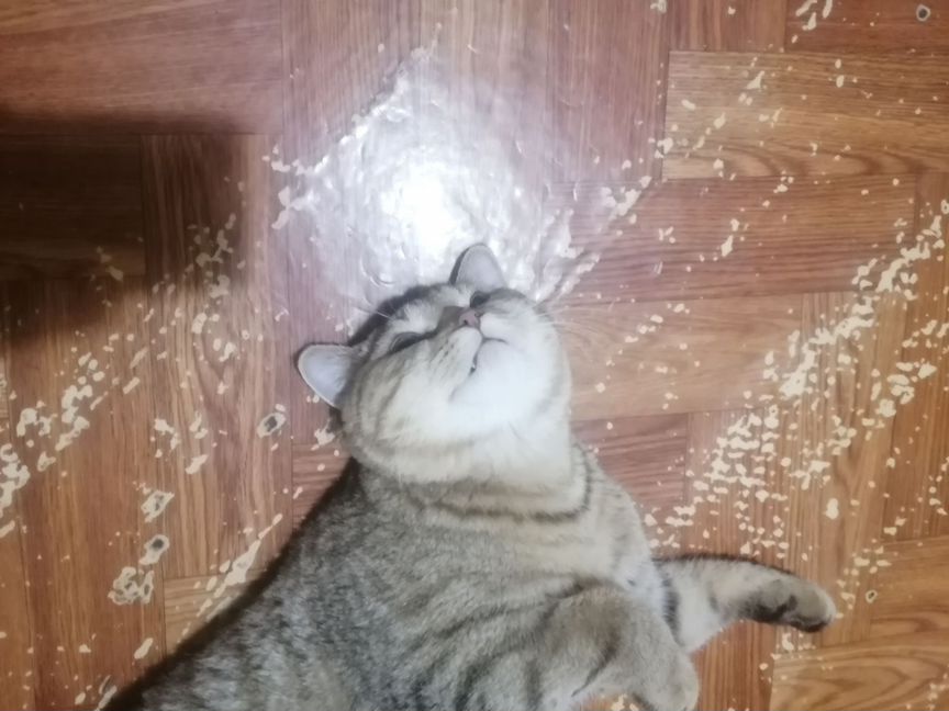 Кошка