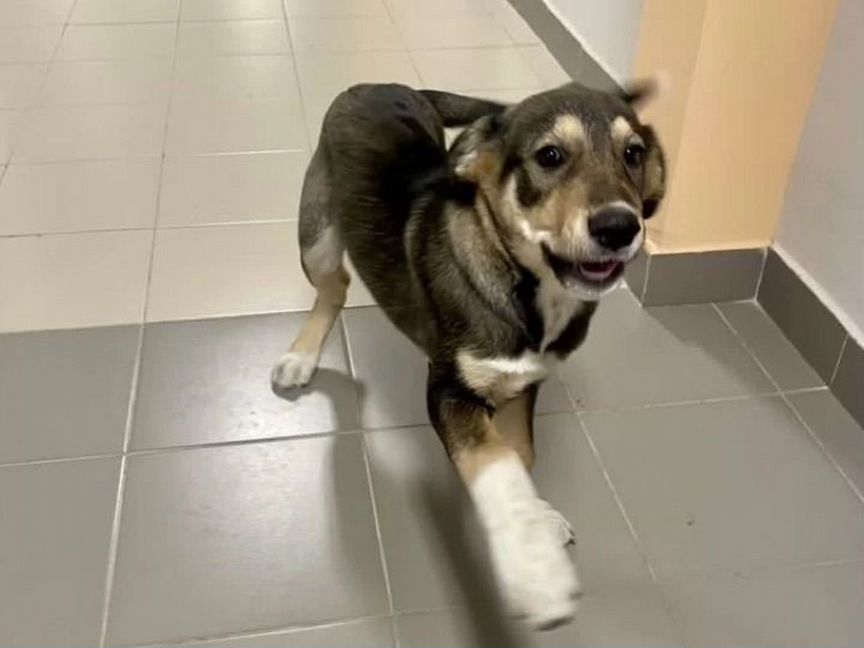 Щенок Кроша 4 месяца