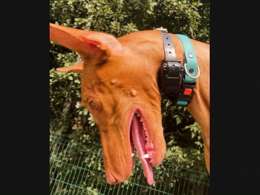 Фараонова Собака