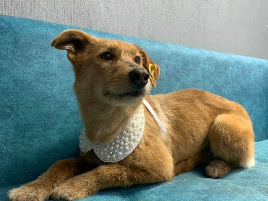 Леди Ло - настоящая аристократка