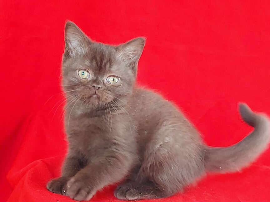 Котик