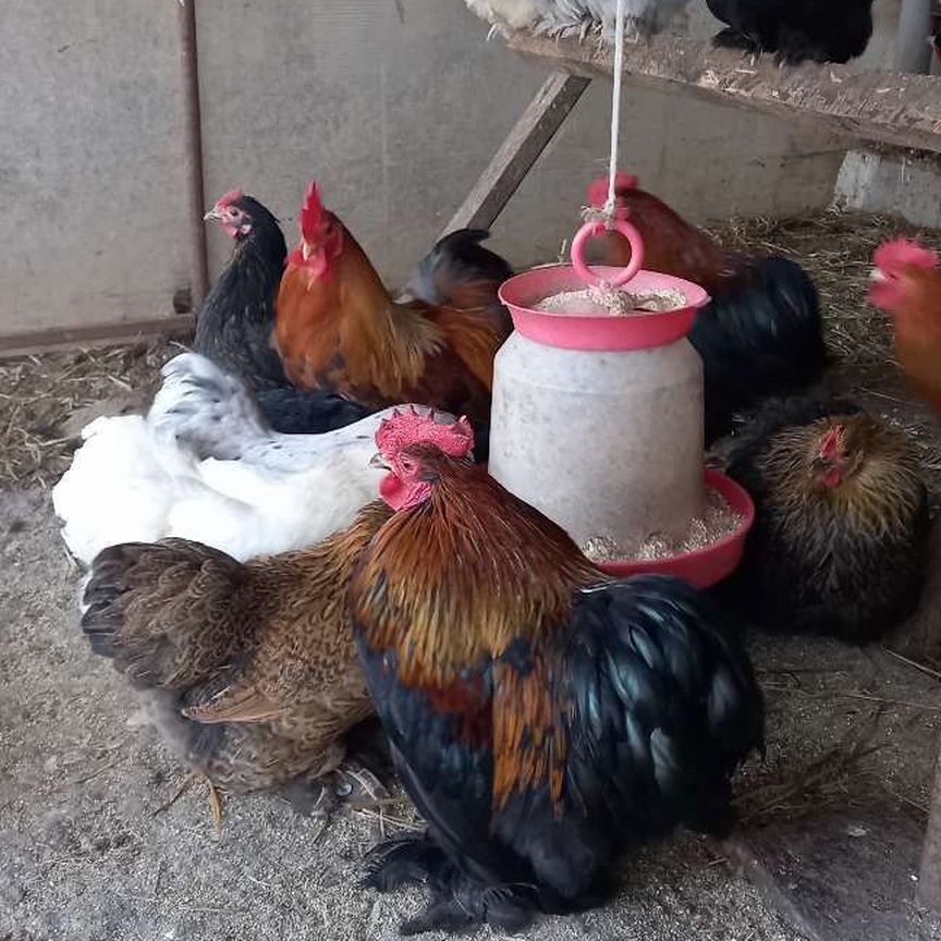 Курочки и петушки