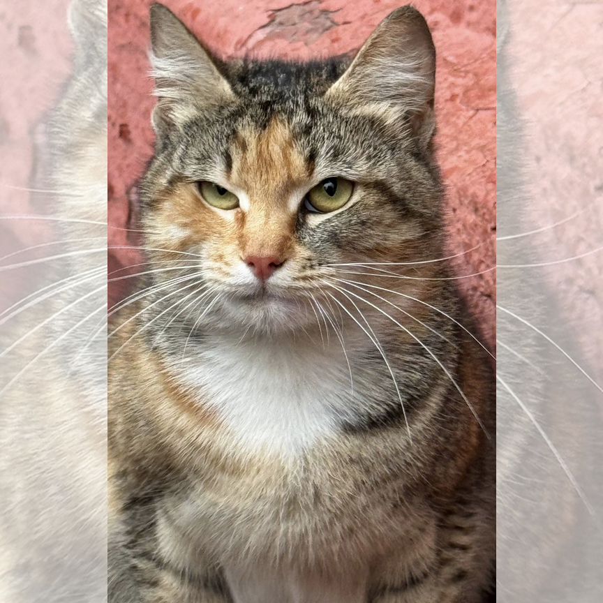 Взрослая, кошка в добрые руки