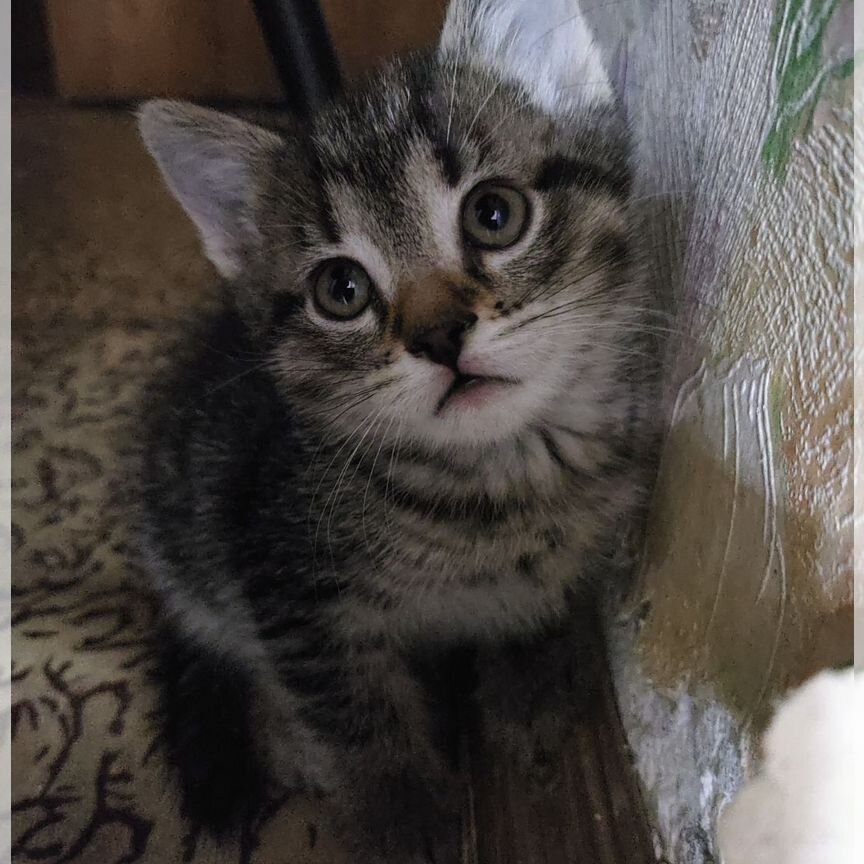 Отдам котенка в добрые руки