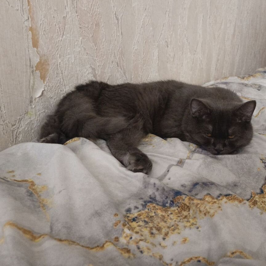 Шотландский прямоухий короткошёрстный котёнок