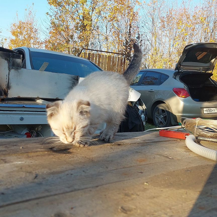 Вислоухие котята в добрые руки