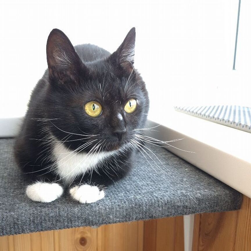 Взрослая, кошка в добрые руки