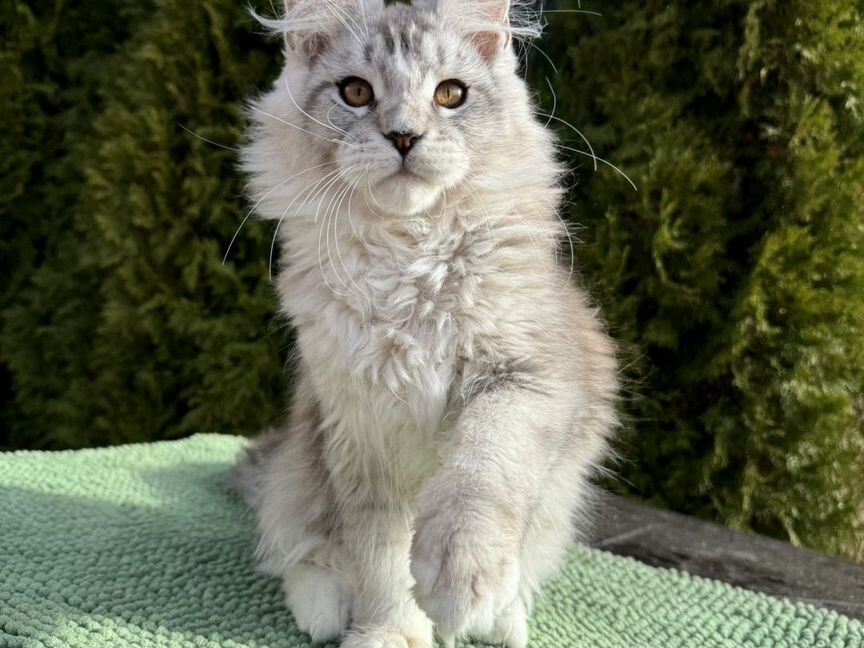 Мейн-кун котик из хорошей семьи