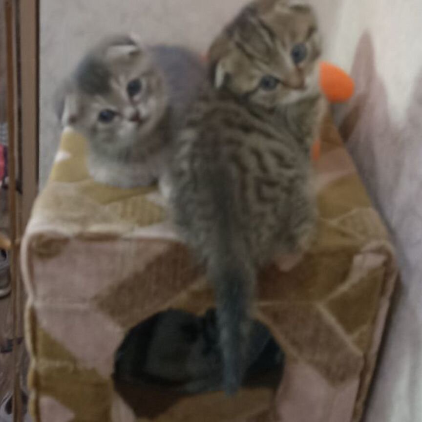 Шотландские котята