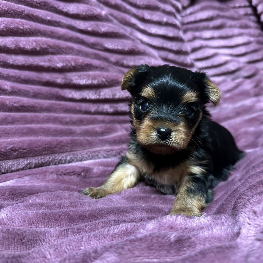 Йоркширский терьер щенки девочки