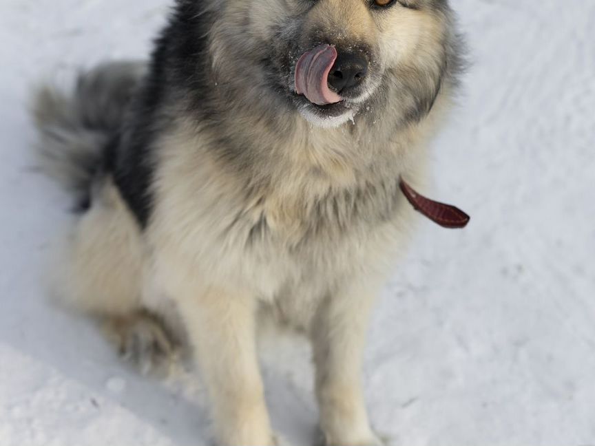Собака в добрые руки отдам бесплатно