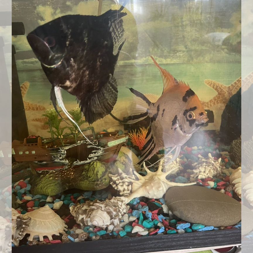 Аквариумные рыбки скалярии пара