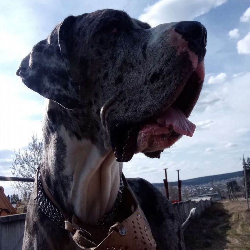 Вязка Немецкий дог