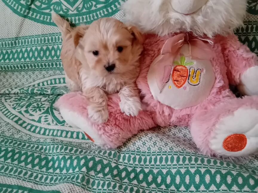 Девочка мальтипу