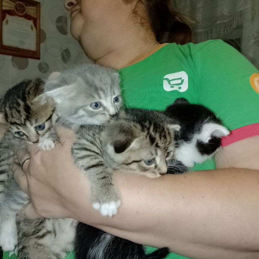 Вислоухая кошка в добрые руки