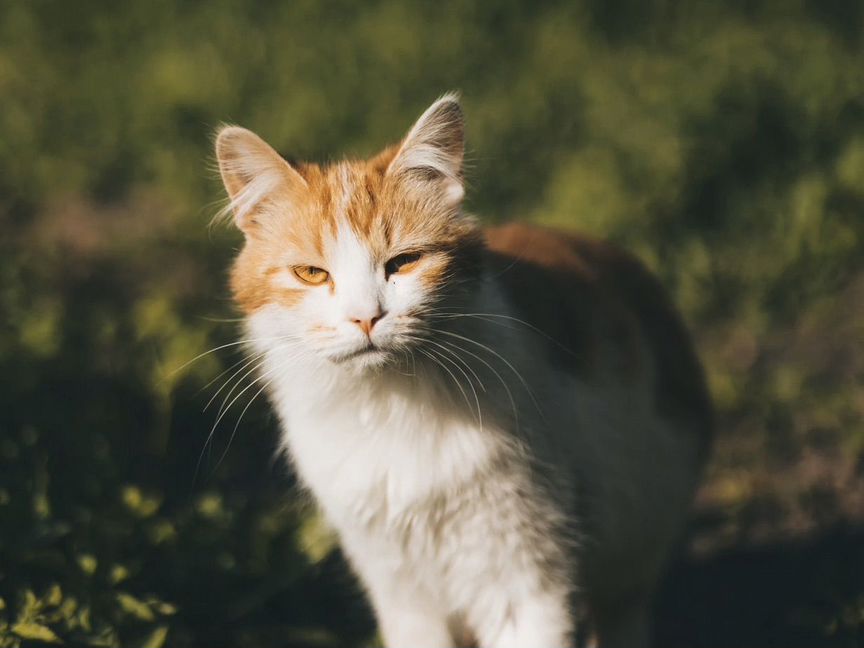 Кошка никому не нужна