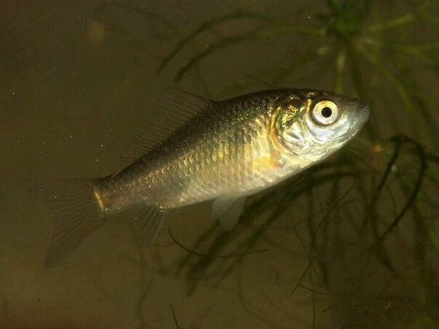 Карась в аквариум