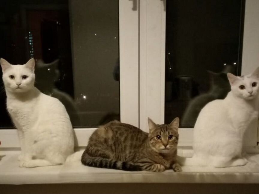 Кошки в добрые руки бесплатно