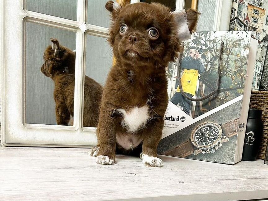 Шоколадный Охламончик