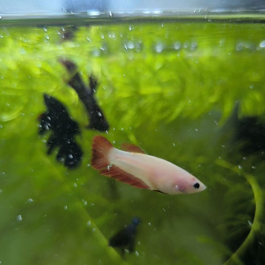 Рыбка петушок