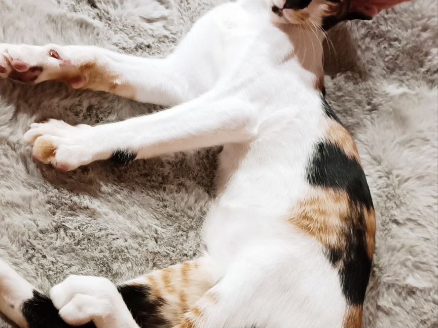 Ориентальные котята