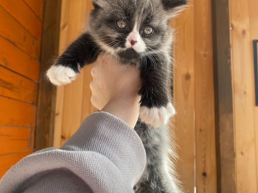 Сибирские котята